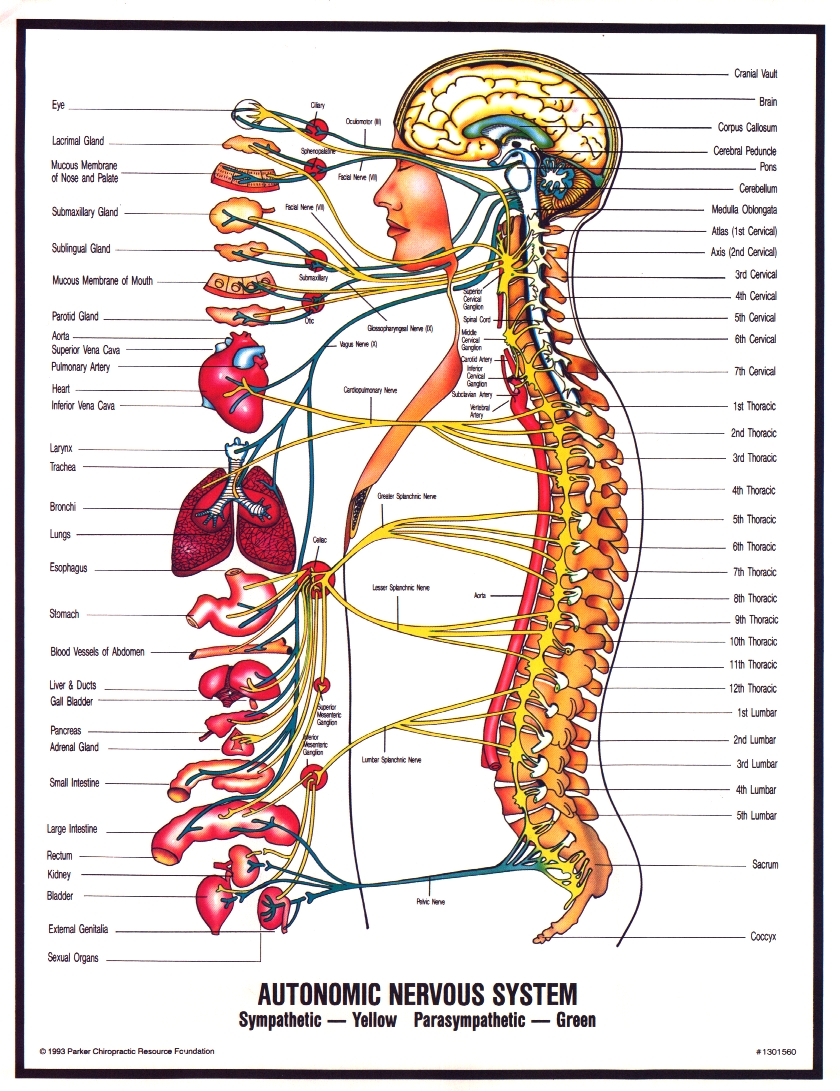 Peripheral Nervous System Diagram For Kids ModernHeal