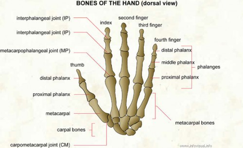 anatomy of hand and wrist joints - ModernHeal.com