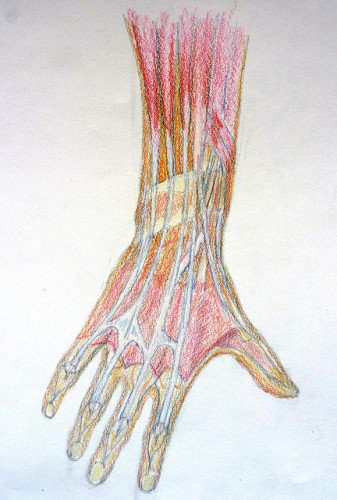 anatomy of hand knuckles - ModernHeal.com