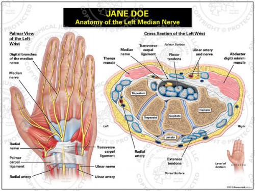 anatomy of hand nerves - ModernHeal.com
