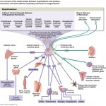 endocrine system diagram to label for kids - ModernHeal.com