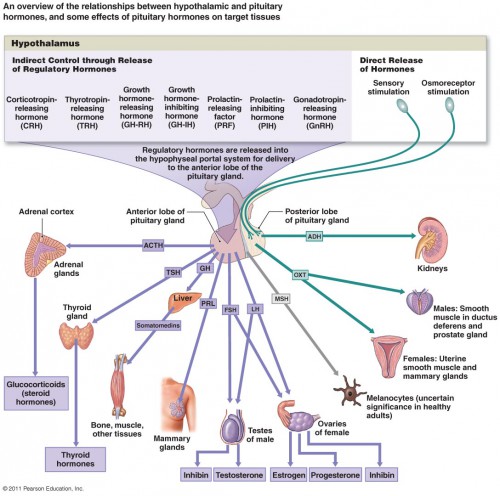 endocrine system diagram to label for kids - ModernHeal.com