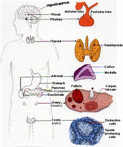 endocrine system diseases - ModernHeal.com endocrine system diseases - ModernHeal.com