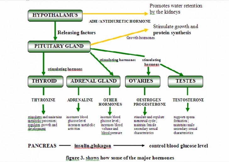 endocrine system facts for kids - ModernHeal.com
