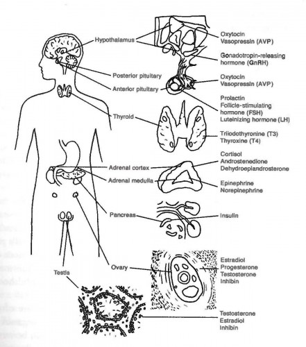 endocrine system unlabeled diagram - ModernHeal.com endocrine system unlabeled diagram - ModernHeal.com
