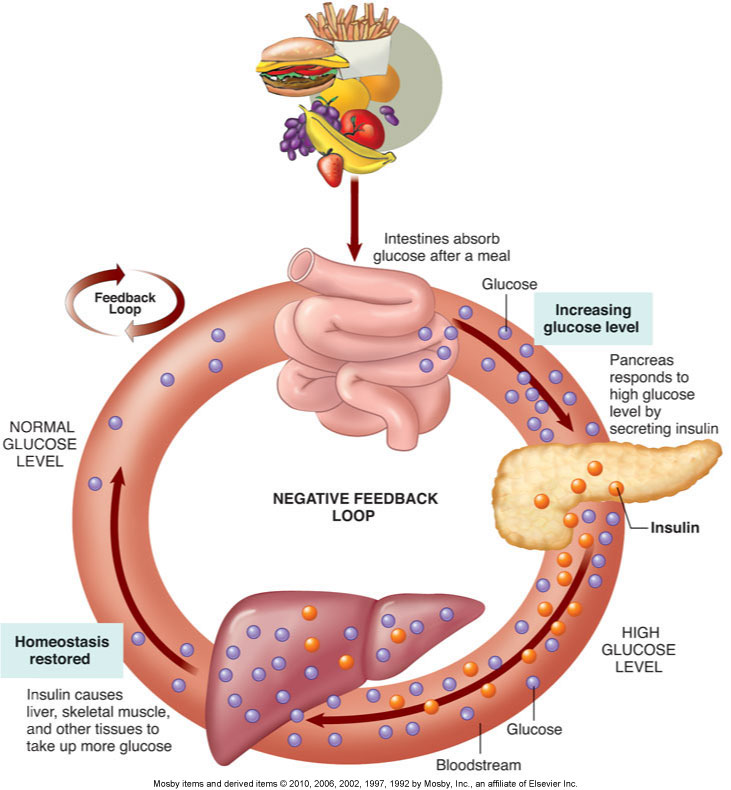 How Does The Endocrine System Work With Other Systems ModernHeal