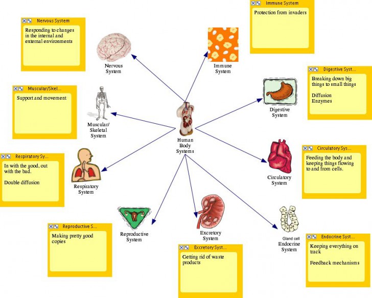 human body systems - ModernHeal.com