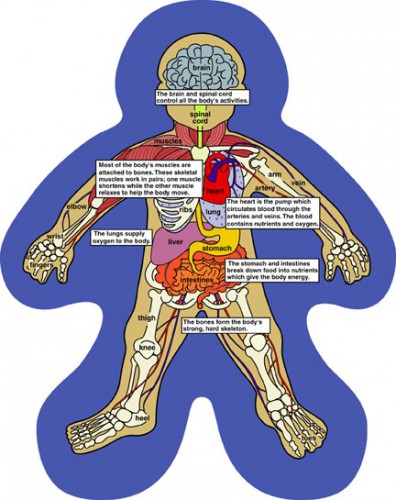 human body systems book project - ModernHeal.com