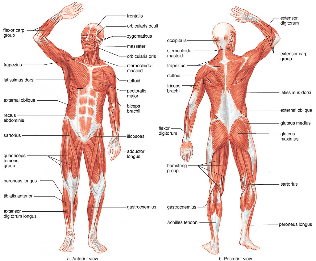 Human Body Systems Booklet ModernHeal Human Body Systems Booklet ModernHeal