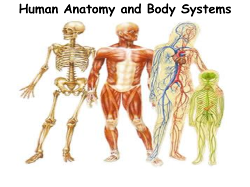human body systems chart - ModernHeal.com