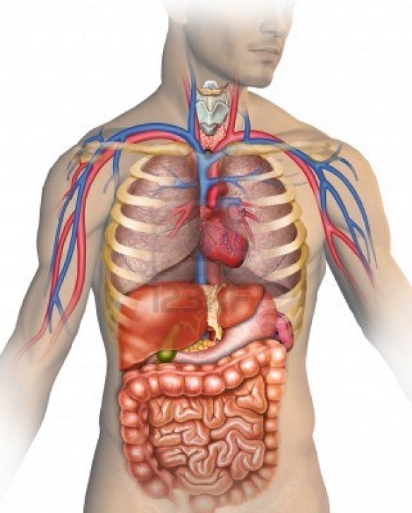 Main Human Body Systems Their Connections
