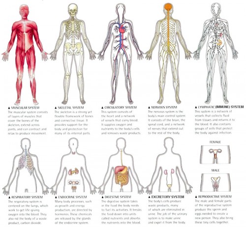 human body systems for grade 5 - ModernHeal.com