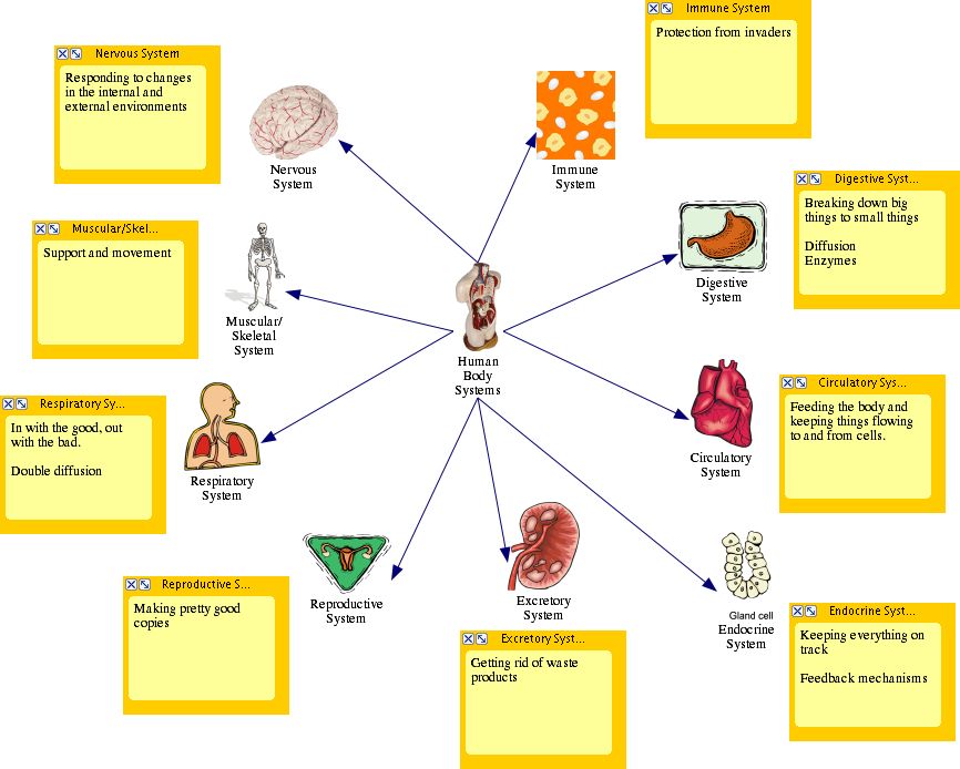 human body systems - ModernHeal.com