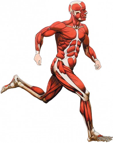 main muscles of the body front and back - ModernHeal.com