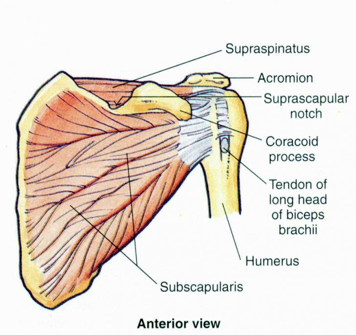 muscles of rotator cuff - ModernHeal.com