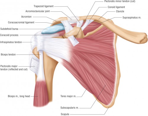 muscles of shoulder blade - ModernHeal.com