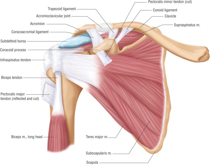 muscles of shoulder blade - ModernHeal.com