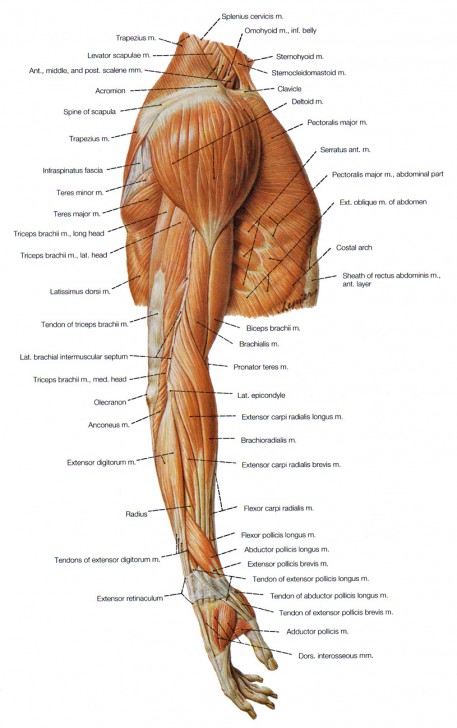 muscles of the arm and forearm - ModernHeal.com