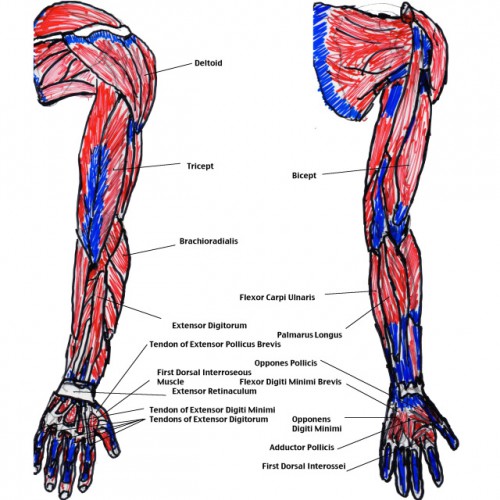 muscles of the arm diagram - ModernHeal.com