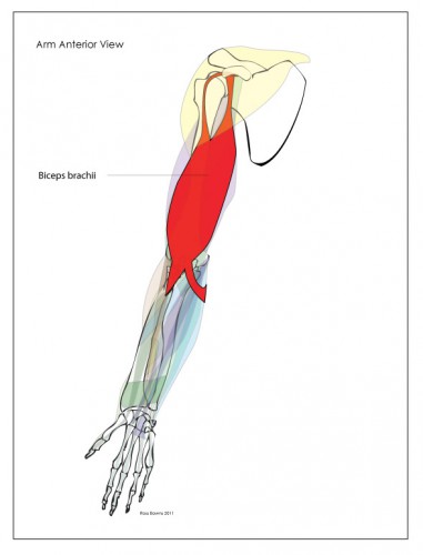 muscles of the arm labeled - ModernHeal.com