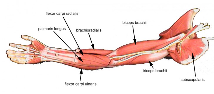 muscles of the arm labeled - ModernHeal.com