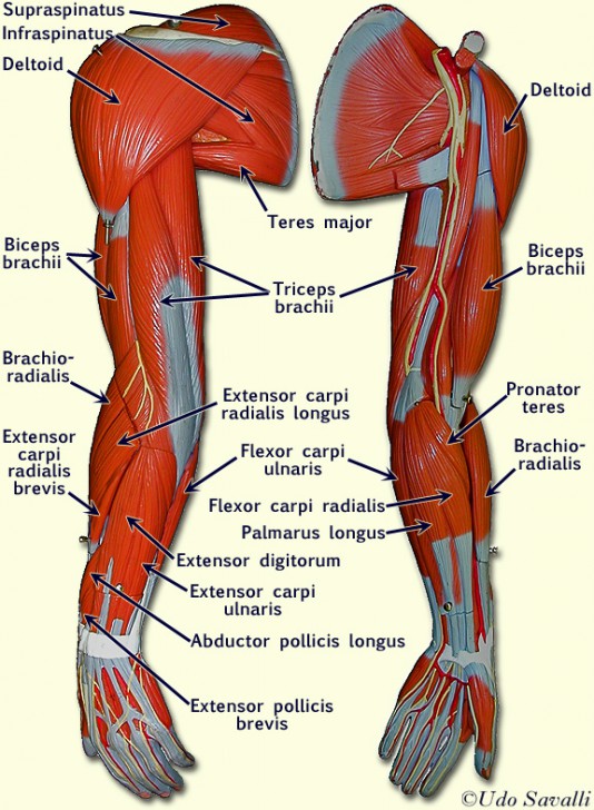 Muscles Of The Armpit ModernHeal Muscles Of The Armpit ModernHeal