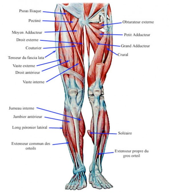 Muscles Of The Inner Knee ModernHeal Muscles Of The Inner Knee ModernHeal