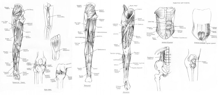 muscles of the upper body diagram - ModernHeal.com