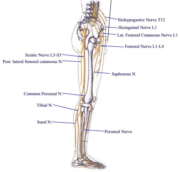 Nerves Of The Leg ModernHeal