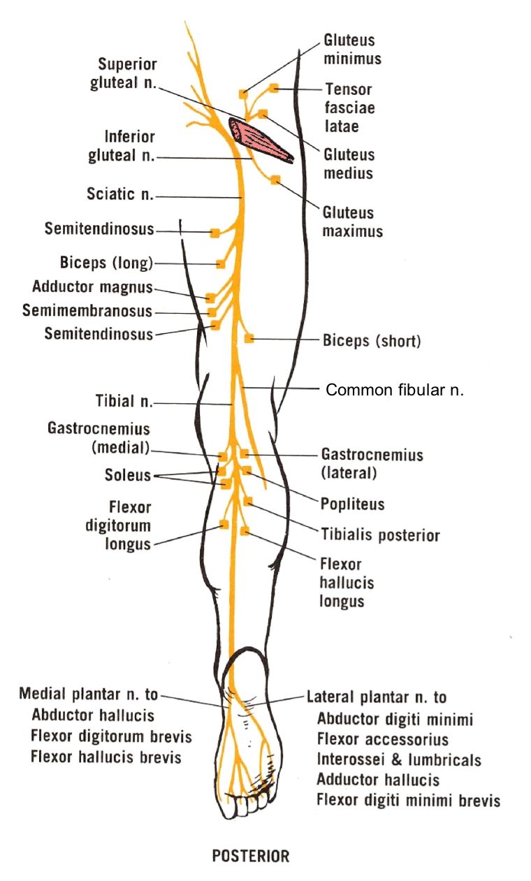 Nerves Of The Leg And Hip ModernHeal Nerves Of The Leg And Hip ModernHeal