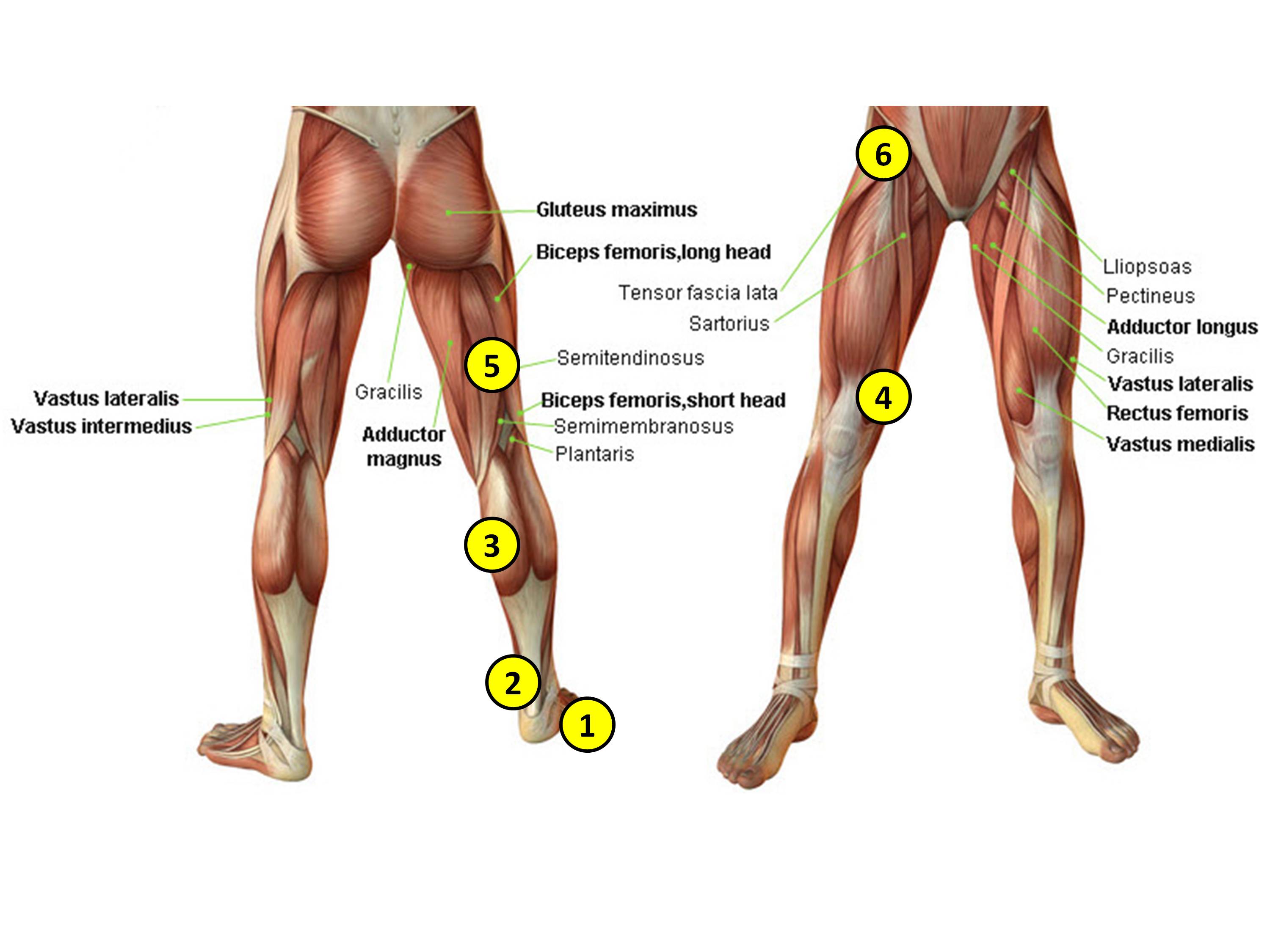 Leg Nerves And Reflex Motion In Feet Leg Nerves And Reflex Motion In Feet
