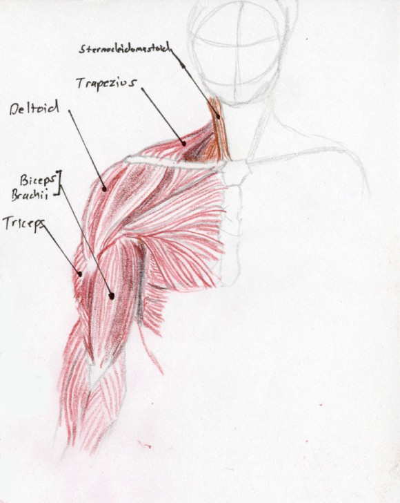 rotator cuff muscles - ModernHeal.com
