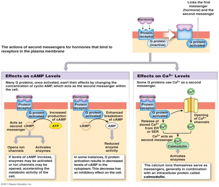simple endocrine system diagram to label - ModernHeal.com