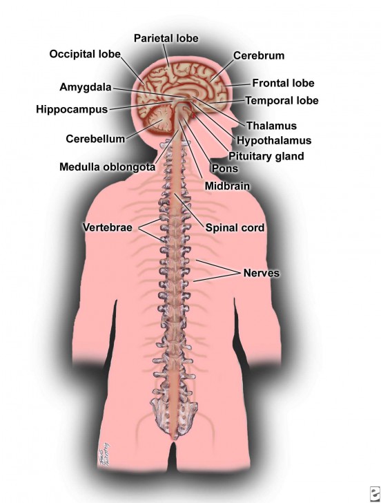 the central nervous system for kids - ModernHeal.com the central nervous system for kids - ModernHeal.com