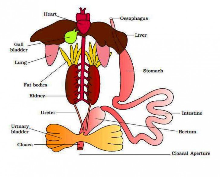the-digestive-system-functions-modernheal
