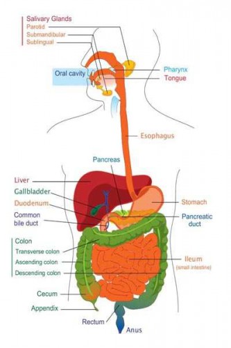 the human digestive system diagram - ModernHeal.com