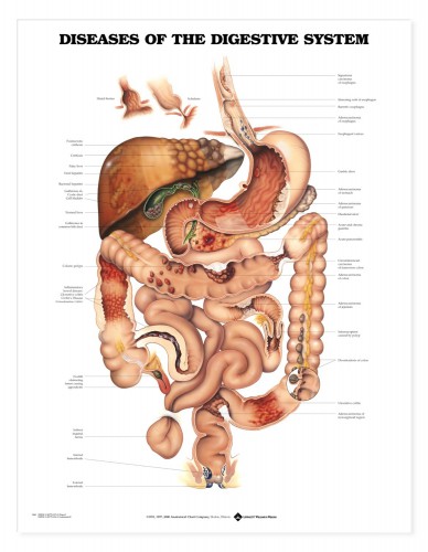 the human digestive system fill in the blank - ModernHeal.com