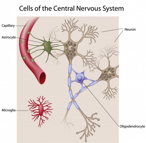the nervous system brain labeled - ModernHeal.com