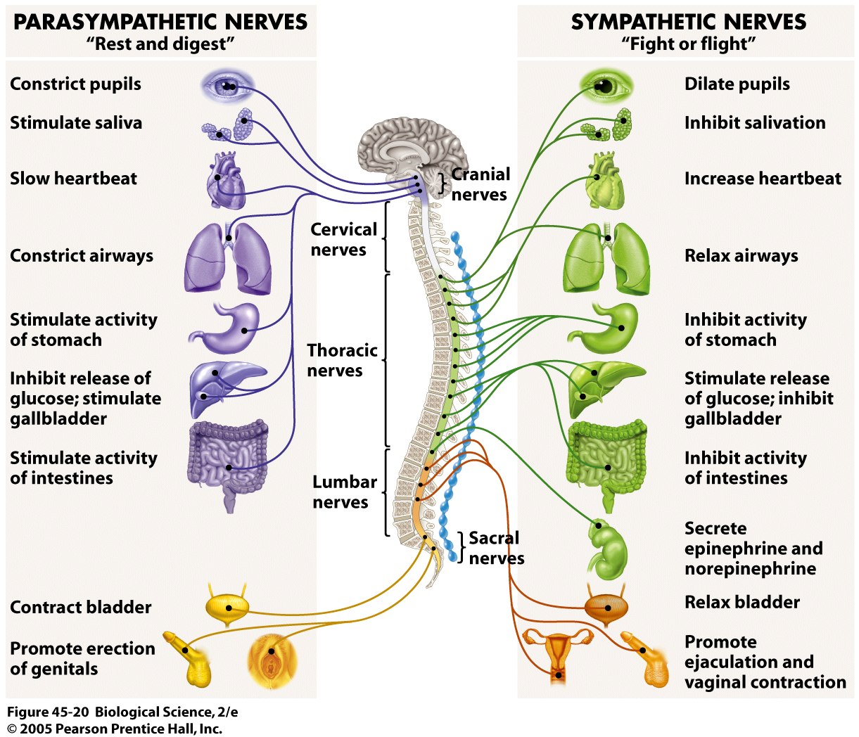 The Nervous System Functions And Structures ModernHeal