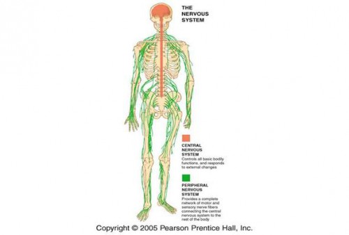 the nervous system labeled image - ModernHeal.com