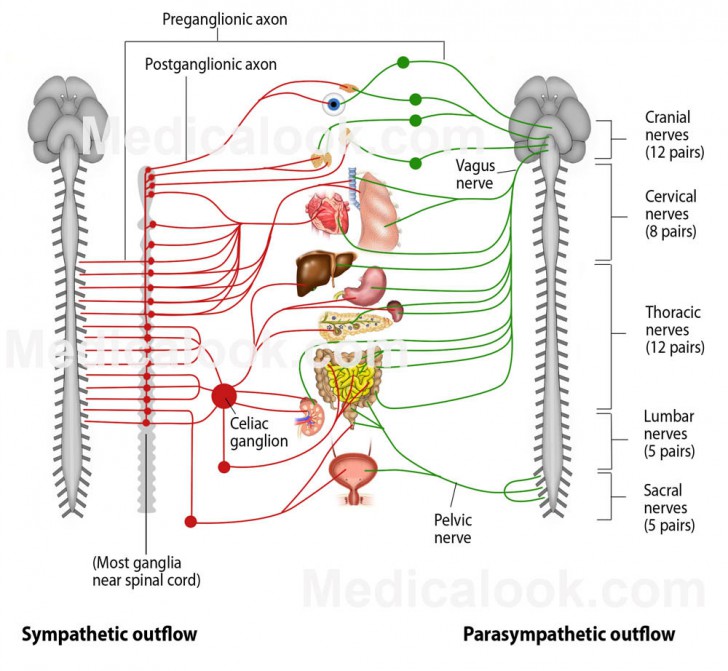 the nervous system labeled large view - ModernHeal.com