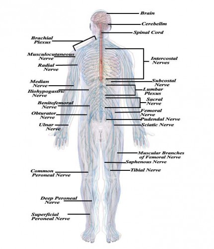 the nervous system of human - ModernHeal.com