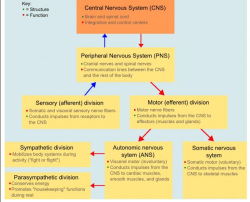 the nervous system simple diagram - ModernHeal.com