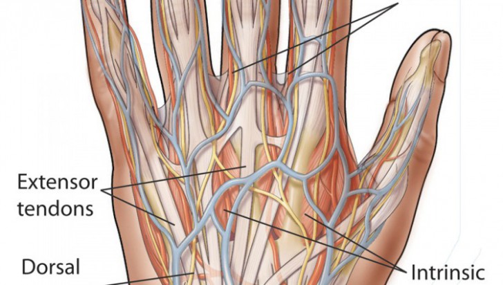 anatomy left hand side - ModernHeal.com
