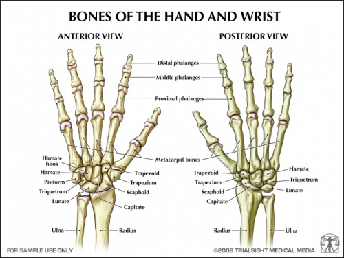 anatomy of left hand bones picture - ModernHeal.com