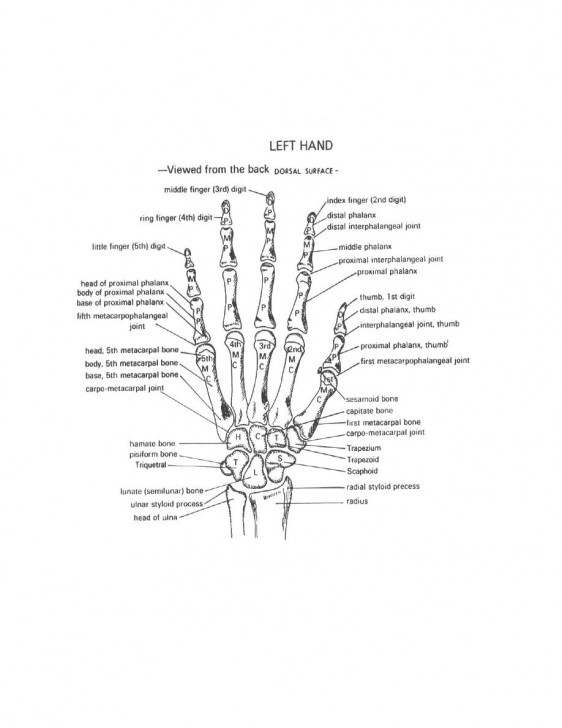 anatomy of left hand picture labeled - ModernHeal.com
