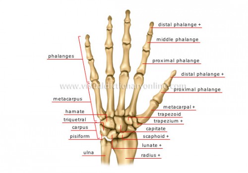 anatomy of the left arm and hand - ModernHeal.com