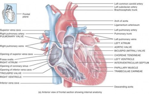 chordae tendineae and papillary muscles function - ModernHeal.com
