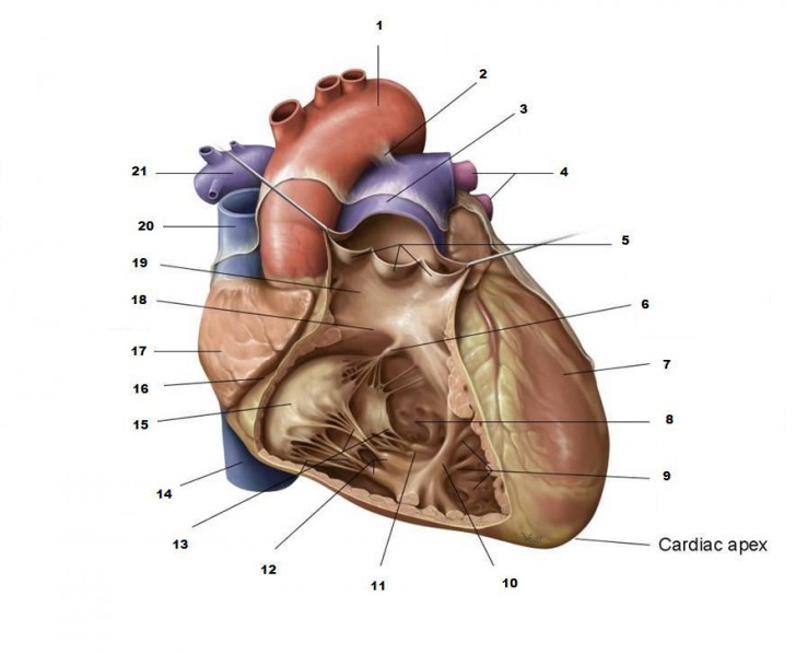 chordae tendineae are associated with which structure(s) - ModernHeal.com