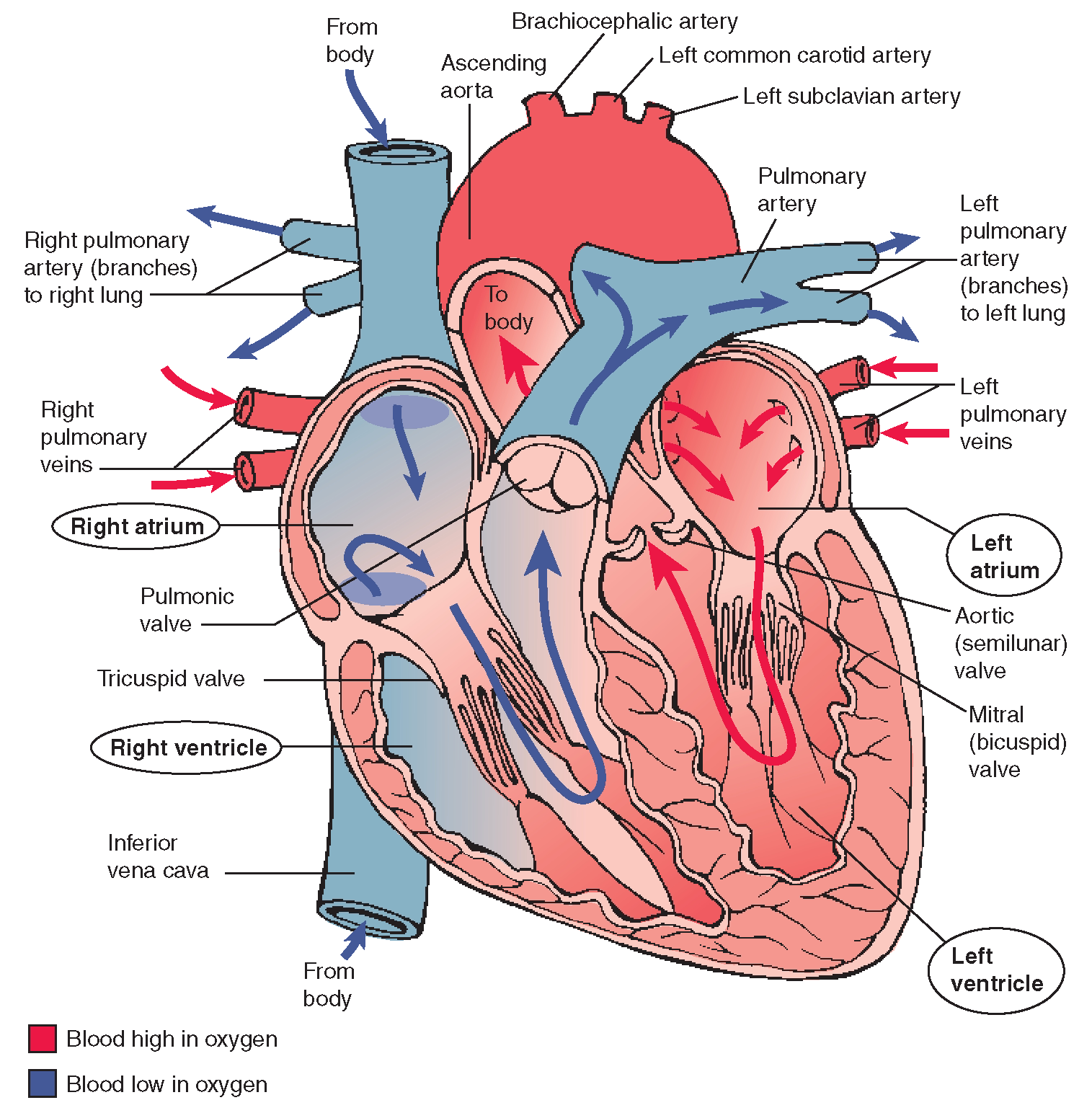 Chordae Tendineae Are Found In The ModernHeal
